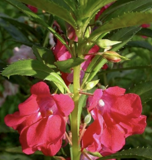 Polyenoic FA | Cyberlipid