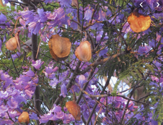 Polyenoic FA | Cyberlipid