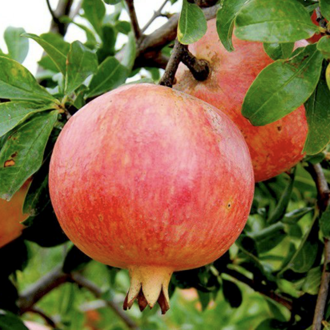 Polyenoic FA | Cyberlipid